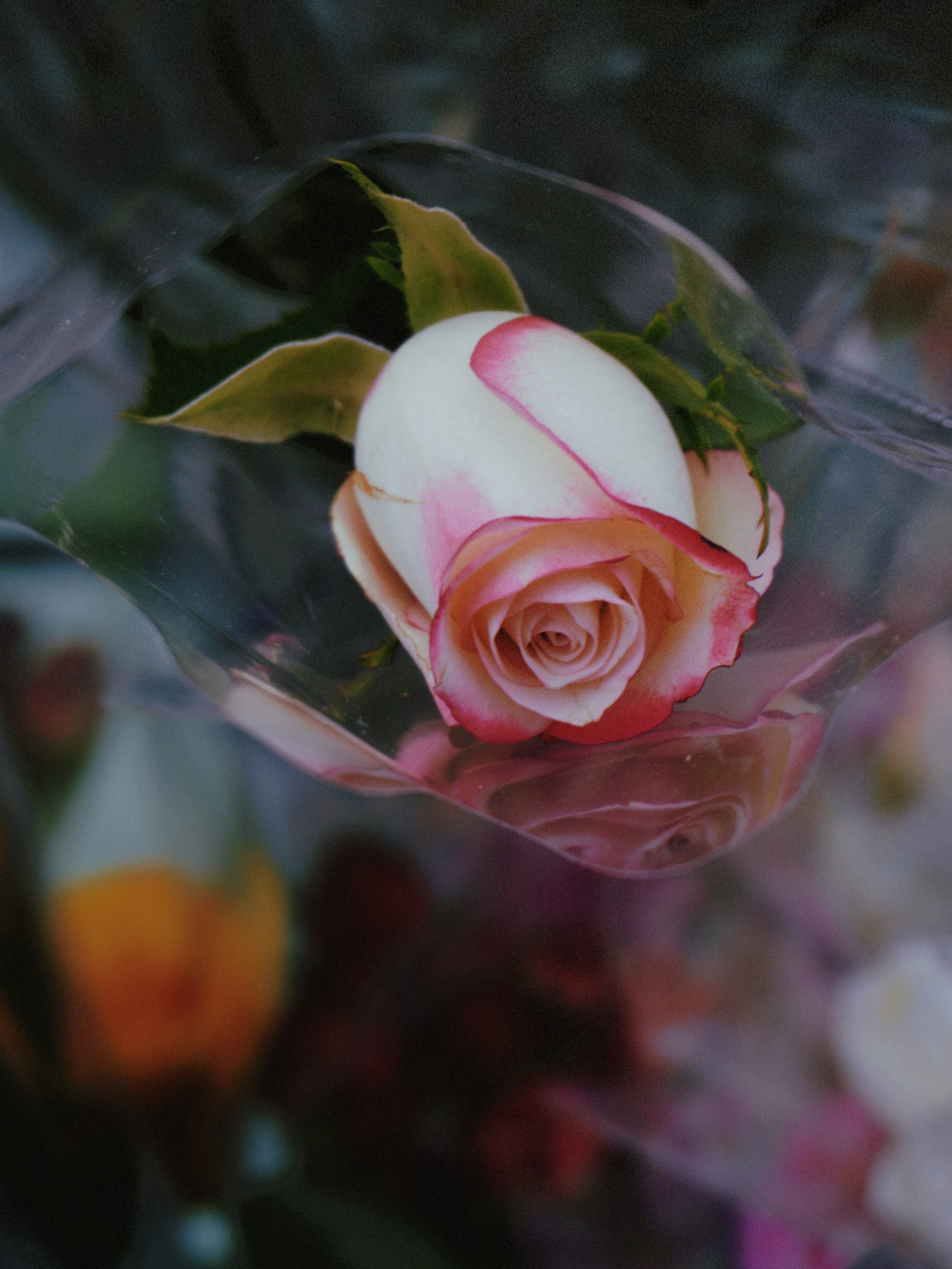 Hobbies – Yinmayue(Zoe) TANG